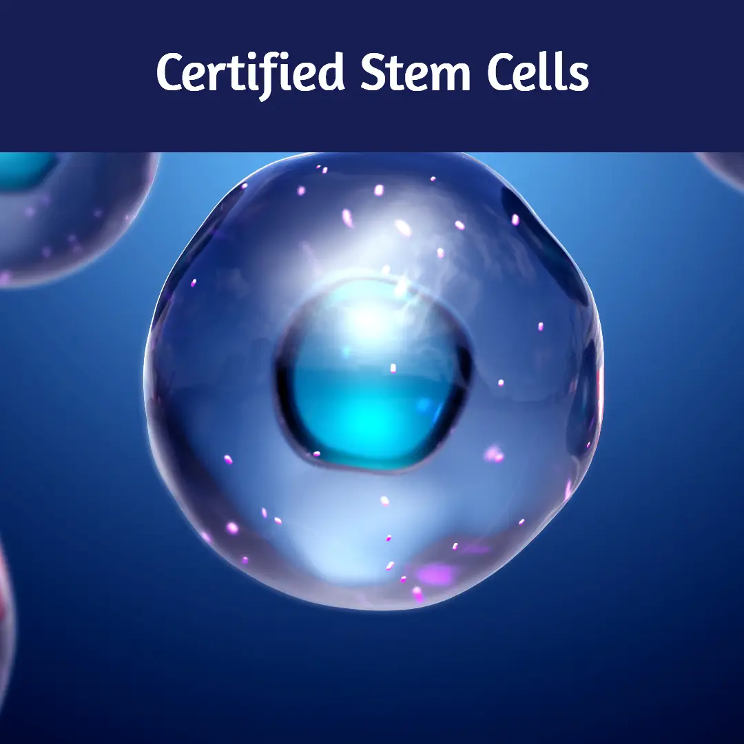 Certified Stem Cells highest quality human mesenchymal stem cells