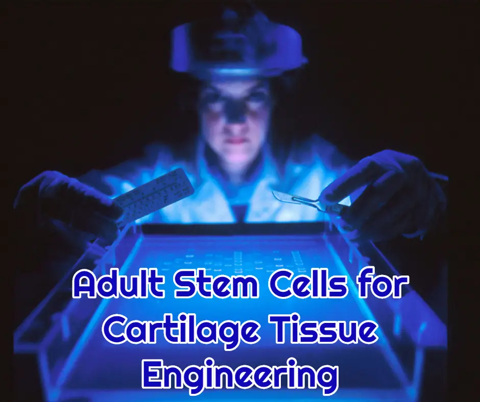 Adult Stem Cells for Cartilage Tissue Engineering - Dreambody Clinic